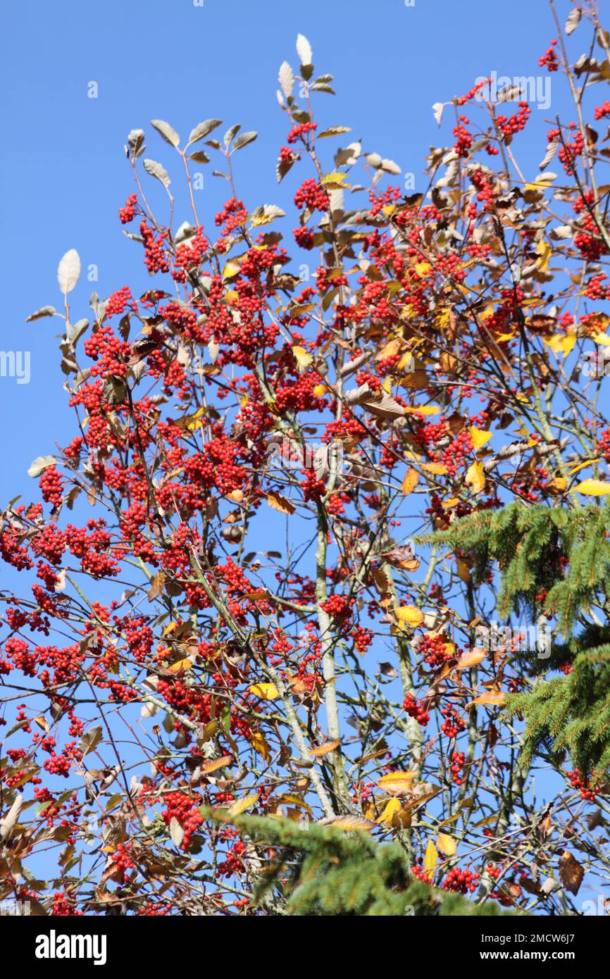 Red Berries growing in the Countryside North Cotswolds Hook Norton ...
