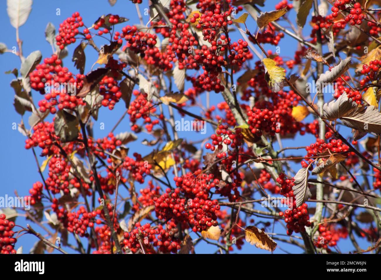 Red Berries growing in the Countryside North Cotswolds Hook Norton ...