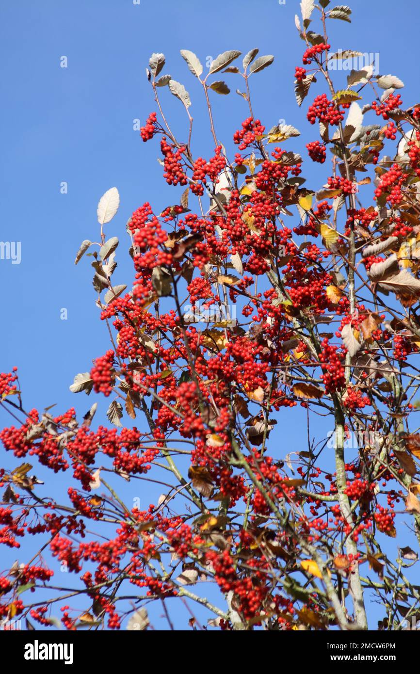 Red Berries growing in the Countryside North Cotswolds Hook Norton ...