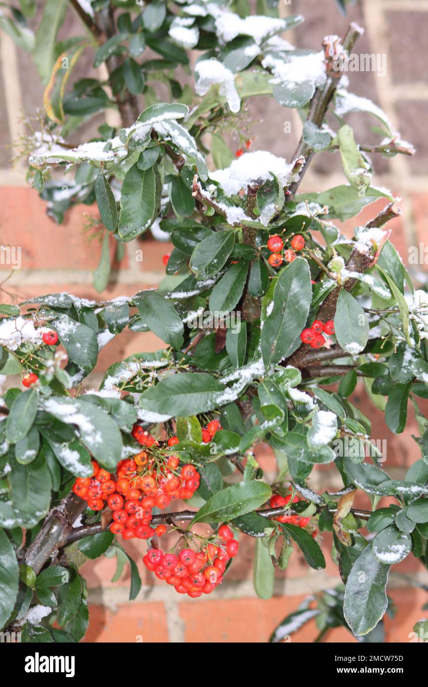 Red Berries (Pyracantha) with a snow covering in the North Cotswolds ...