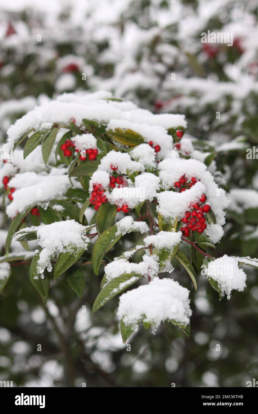 Red Berries (Pyracantha) with a snow covering in the North Cotswolds ...