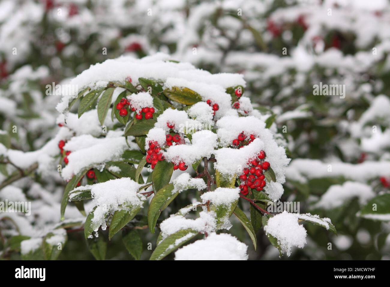Red Berries (Pyracantha) with a snow covering in the North Cotswolds ...