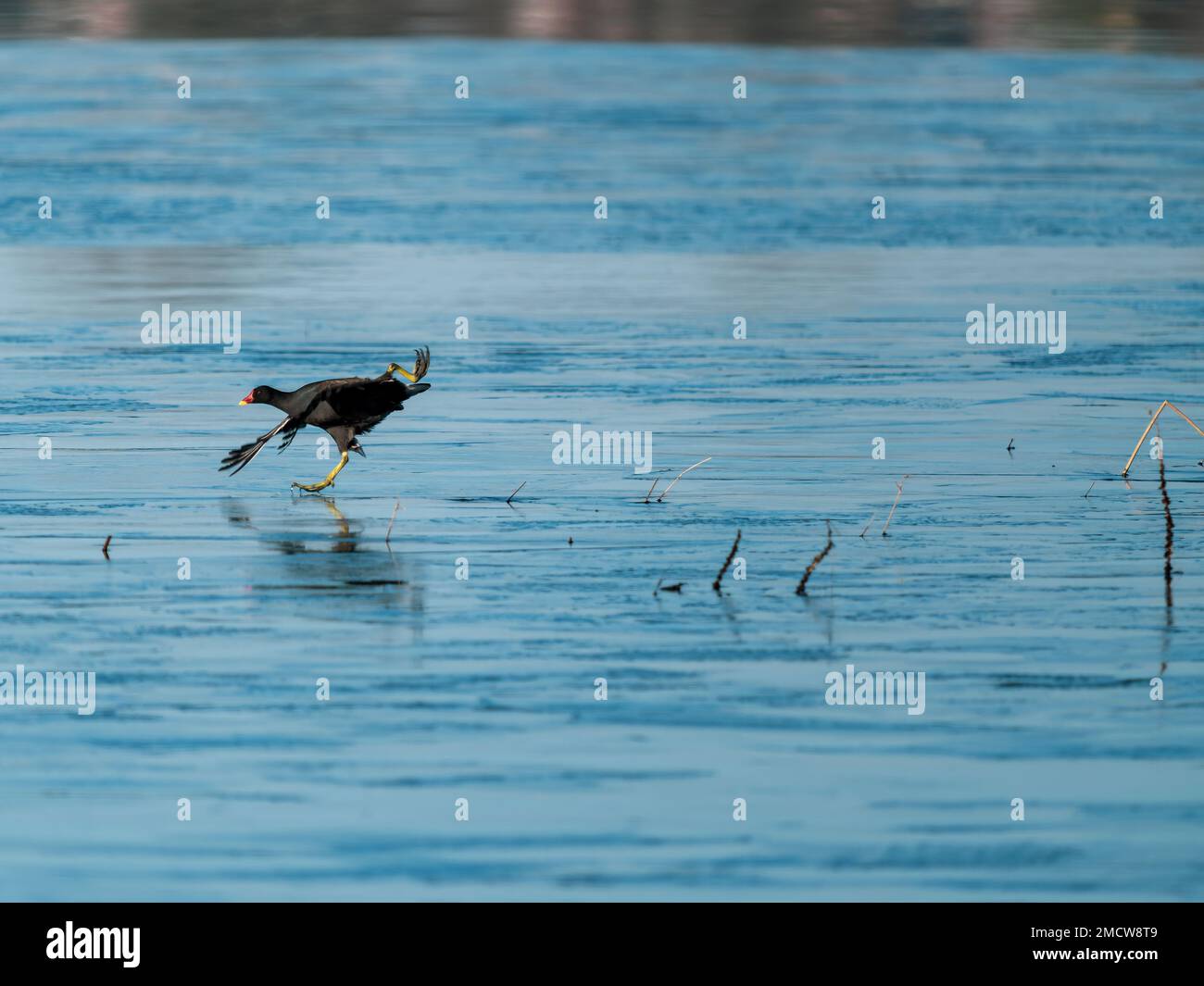 Hens running hi-res stock photography and images - Alamy