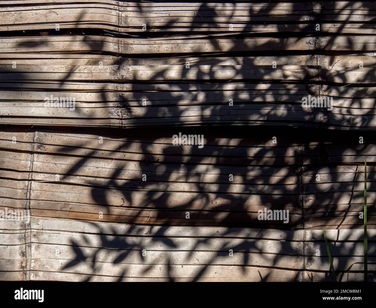 The shadows on the cane wall of a rustic shed, captured in a farm near ...