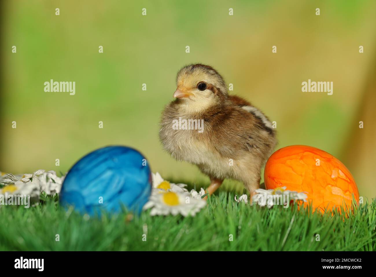 Chicken chicks with colourful Easter eggs, North Rhine-Westphalia ...