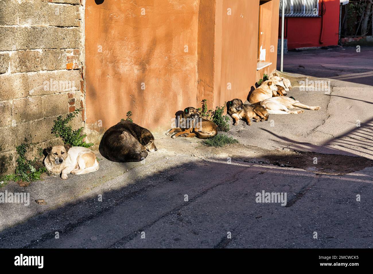 Pack of street dogs, stray dogs sleeping on the street, in front of ...
