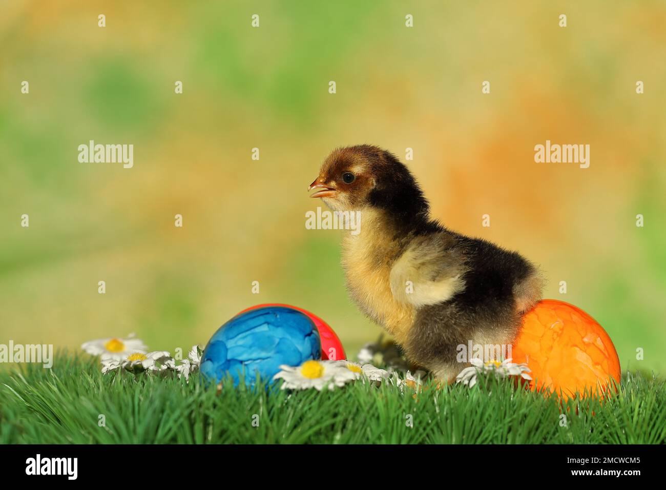 Chicken chicks with colourful Easter eggs, North Rhine-Westphalia ...
