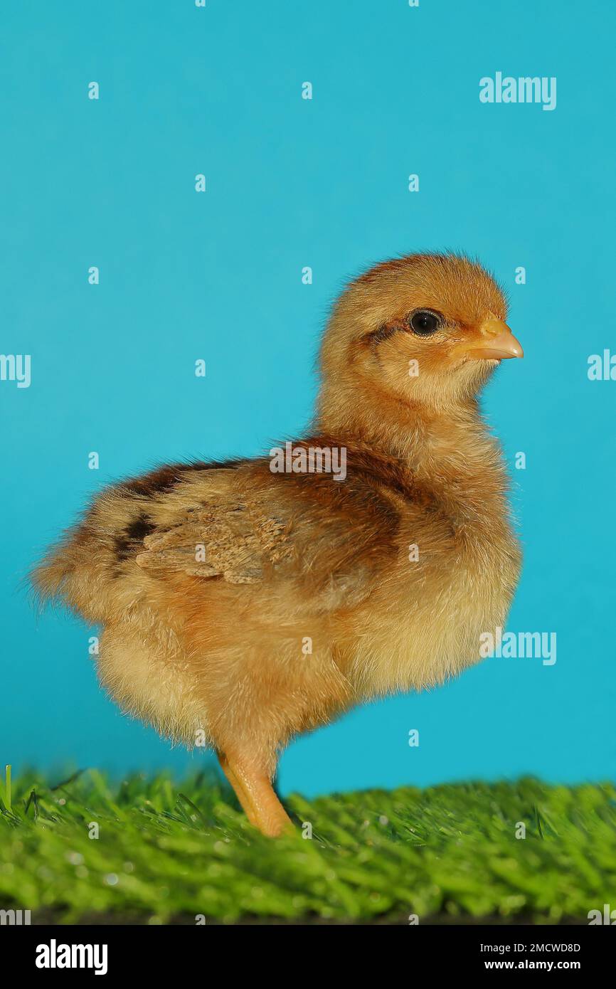 Domestic chicken (Gallus gallus domesticus), chicken chick standing on ...