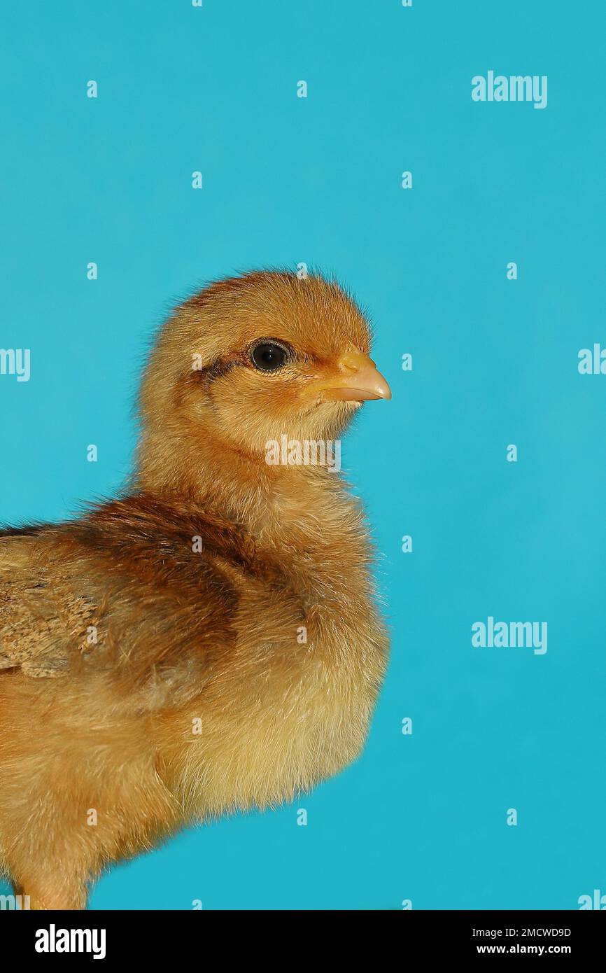 Domestic chicken (Gallus gallus domesticus), chicken chick, portrait ...