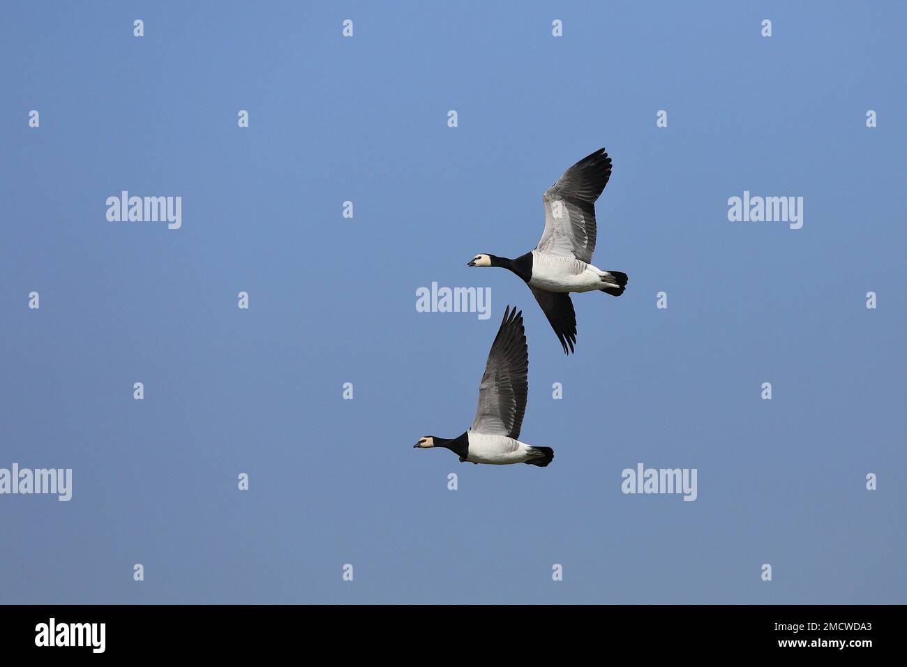 Barnacle geese (Branta leucopsis), flying, flight photo, Bieslicher ...
