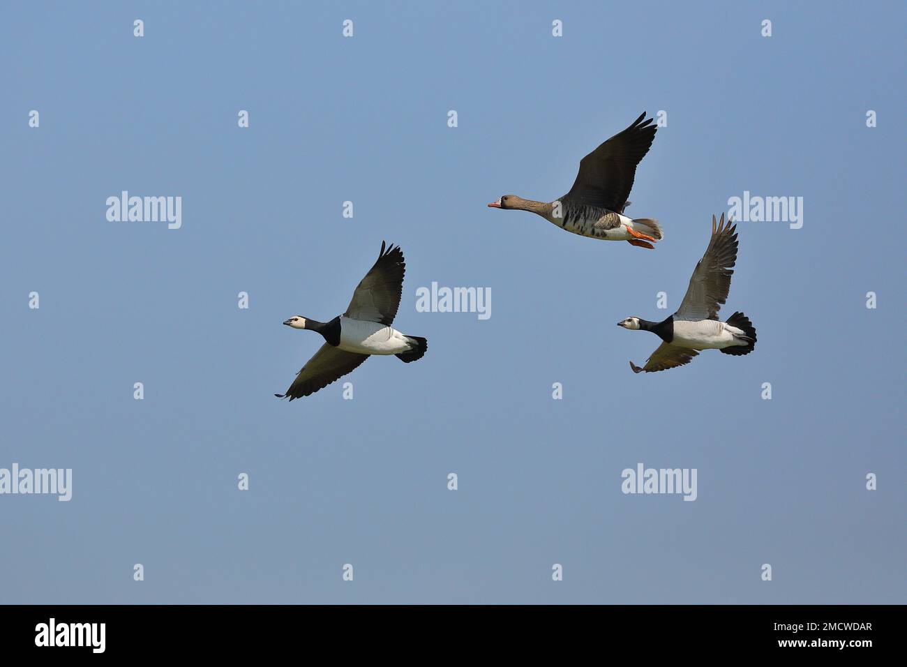 Barnacle geese (Branta leucopsis) and greater white-fronted goose ...