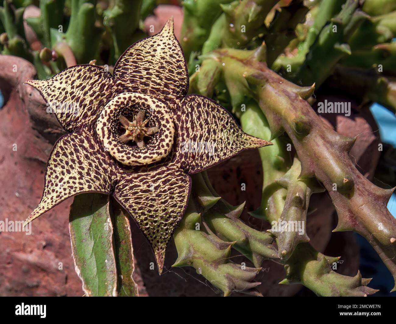 Macro photography of the exotic and rare star flower, captured in a ...