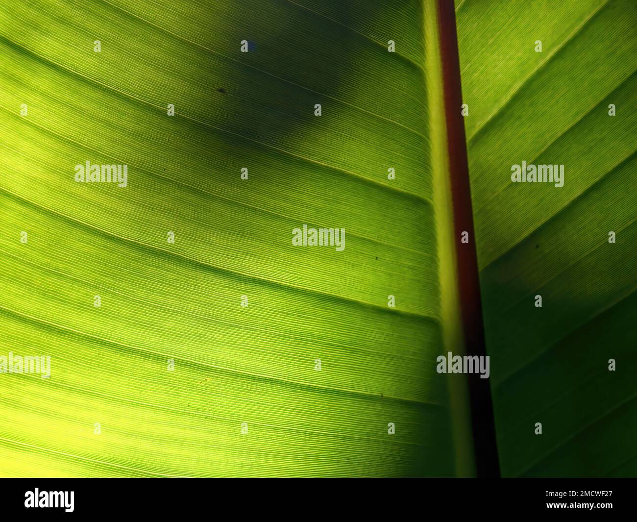 Macro photography of the veins of the leaf of a banana tree against the ...