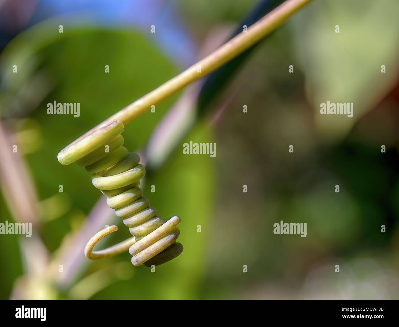 Macro photography of a tendril of a sweet granadilla plant, captured in a garden near the ...