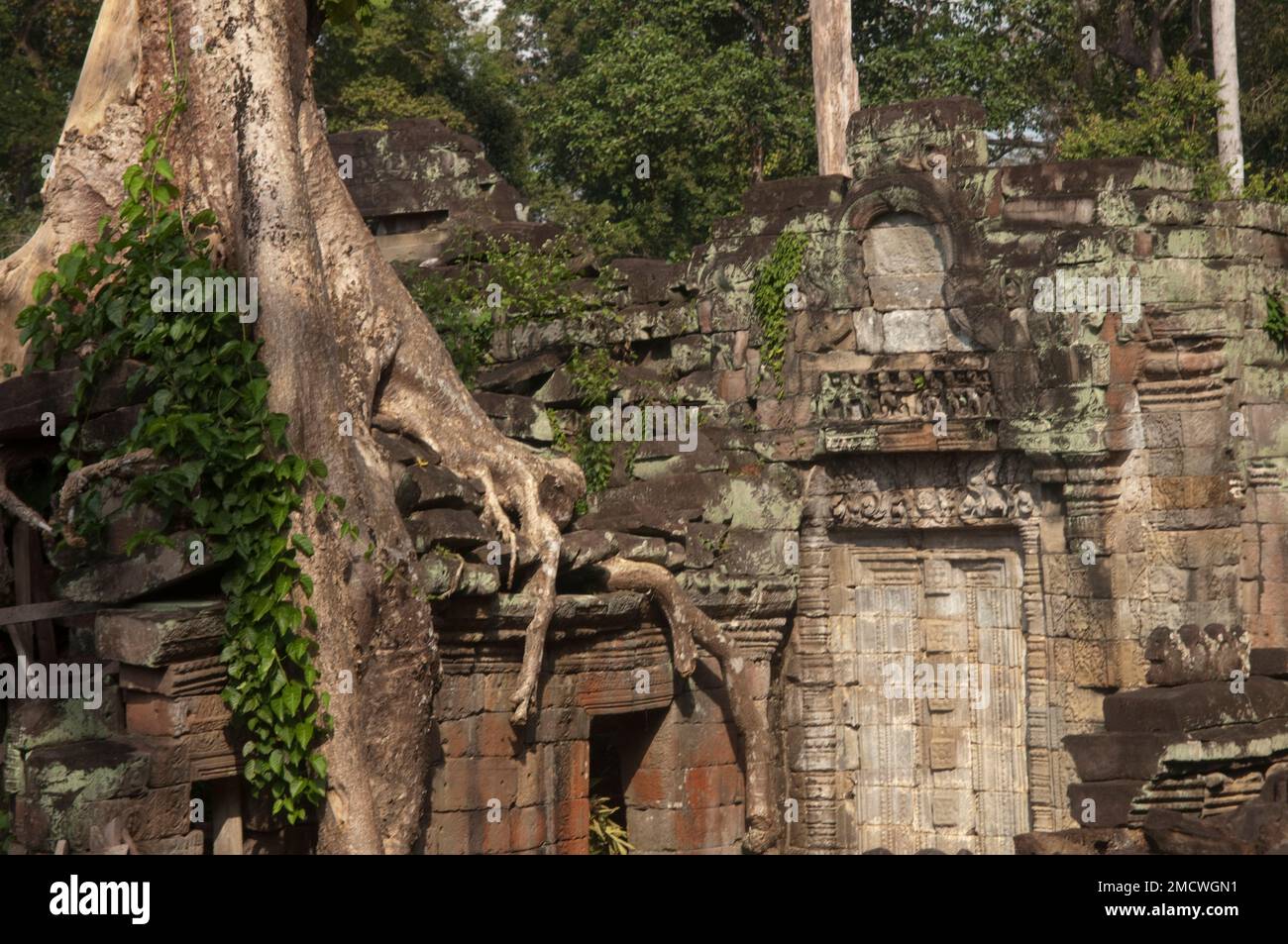 Tree roots over temple walls, Ta Prohm, Angkor Wat complex, Siem Riep ...