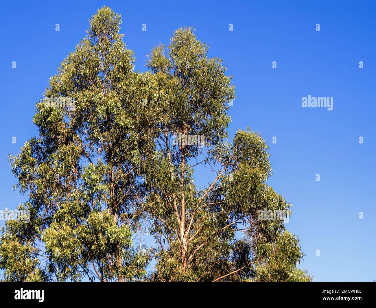 Eucalyptus tree canopy canopies hi-res stock photography and images - Alamy