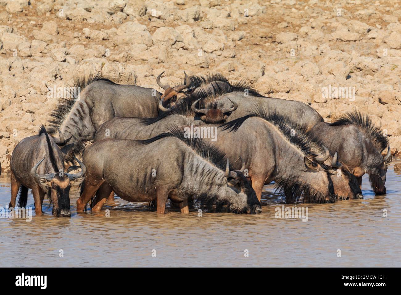 African Wildebeest