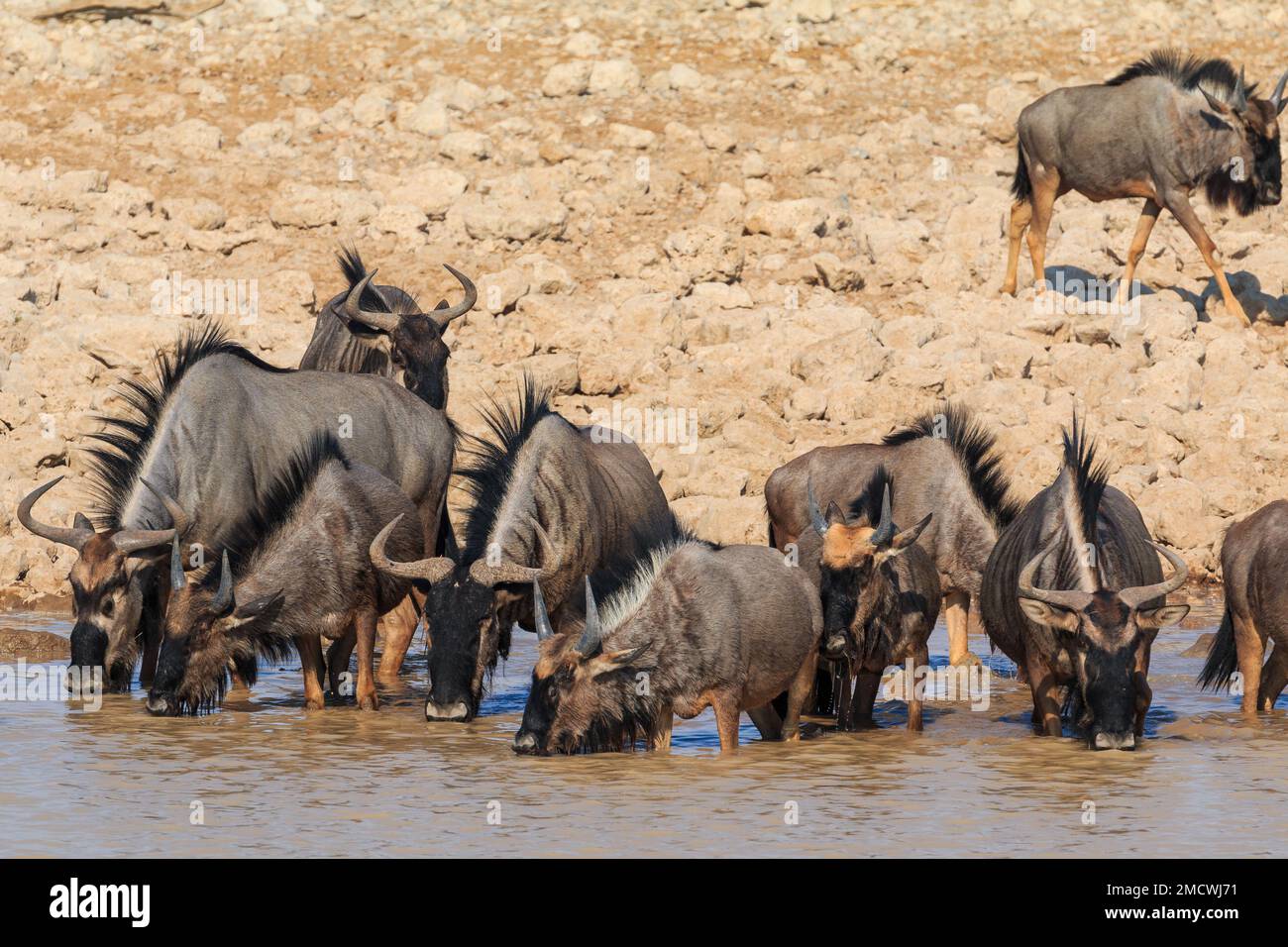 Blue wildebeest in natural habitat in Etosha National Park in Namibia ...
