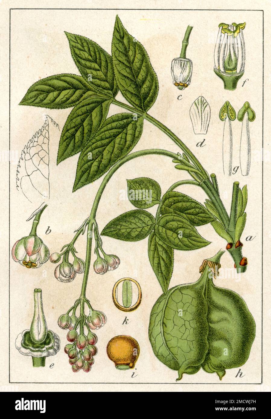 European bladdernut Staphylea pinnata, (botany book, 1902), Pimpernuss ...