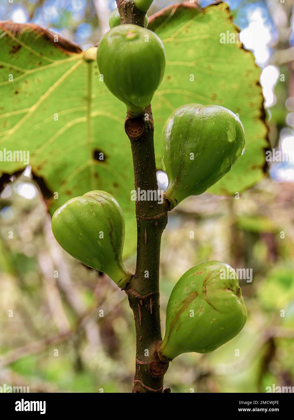 Close-up photography of four unripe figs in its tree, captured in a ...
