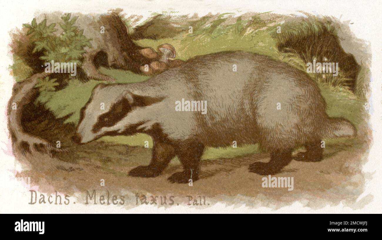 Blaireau commun hi-res stock photography and images - Alamy