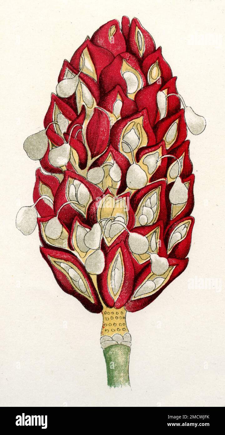 red lotus tree Magnolia insignis, (biology book, 1884), Roter Lotusbaum ...