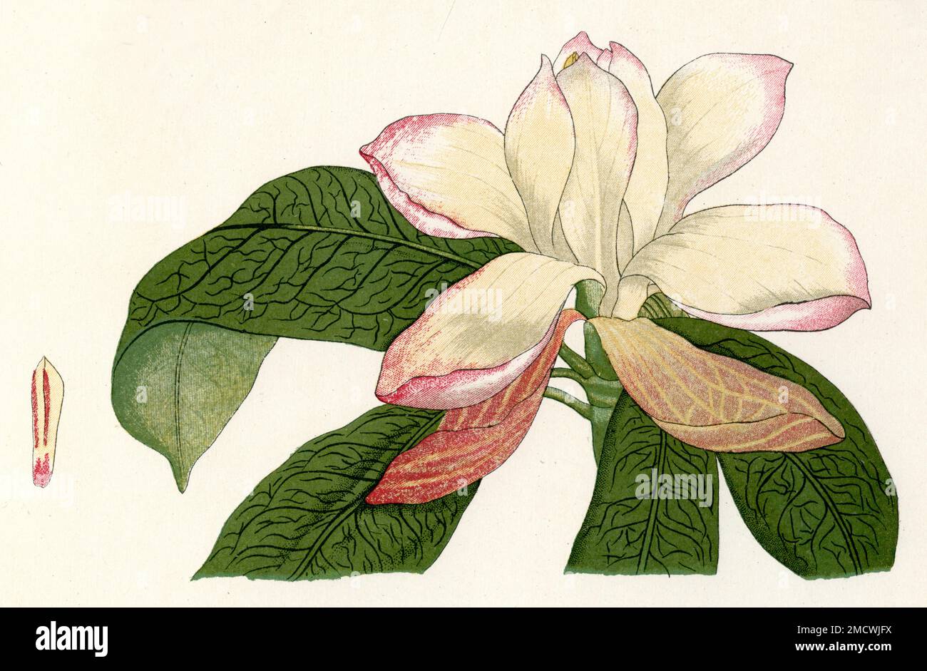 red lotus tree Magnolia insignis, (biology book, 1884), Roter Lotusbaum ...