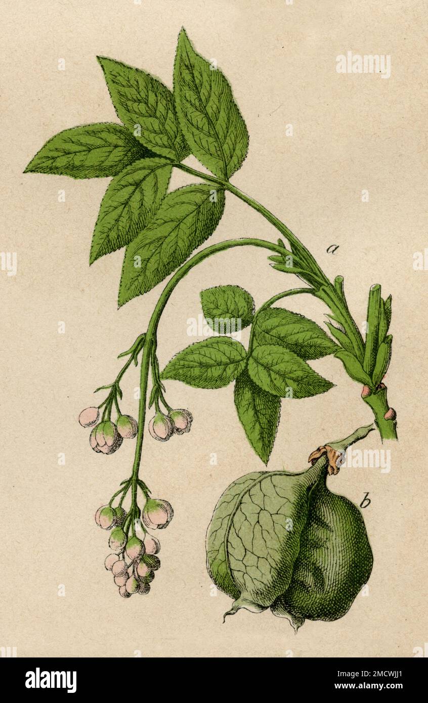 Arbre aux pistaches hi-res stock photography and images - Alamy