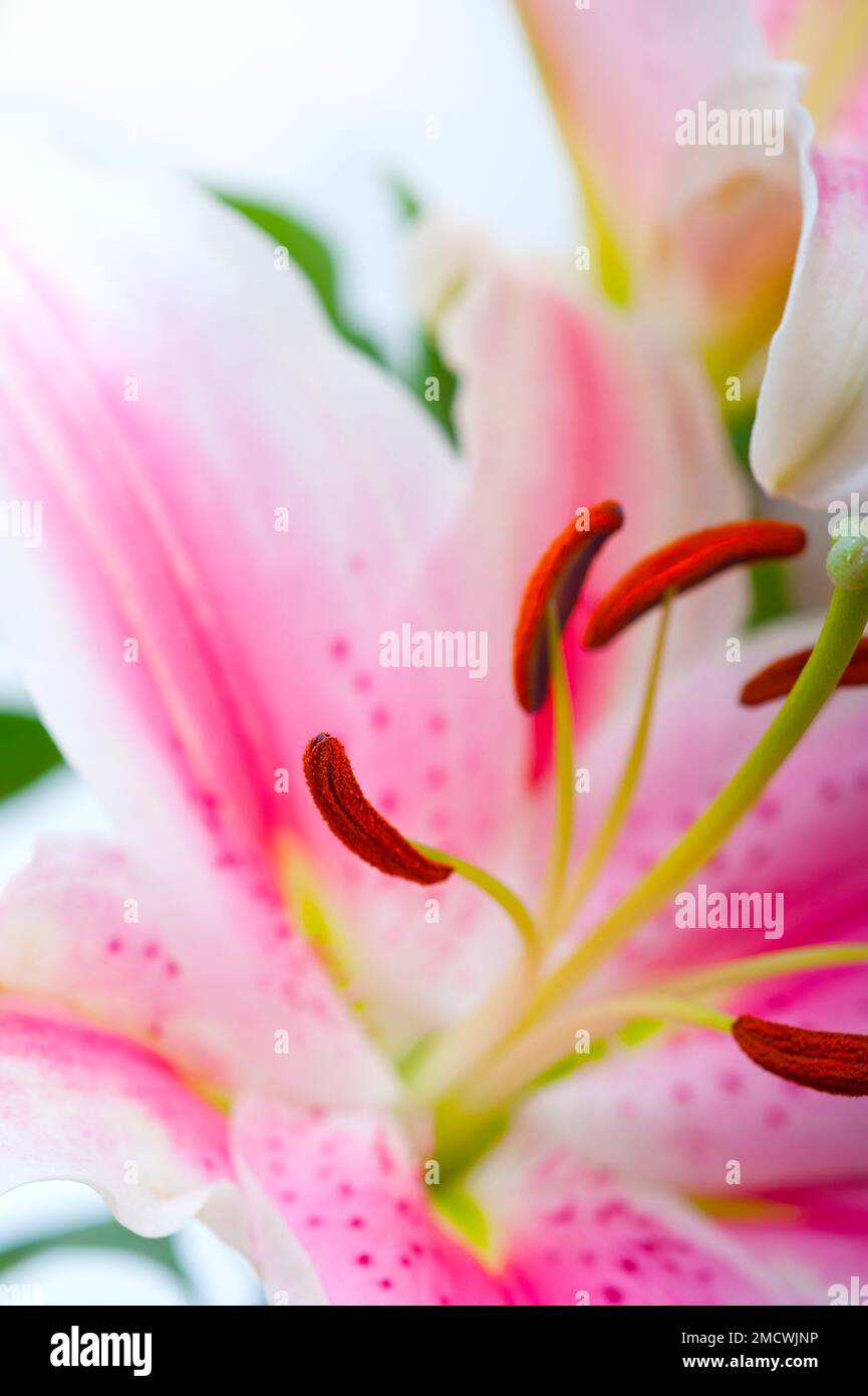 Pink lily flower bunch bouquet over white copyspace Stock Photo - Alamy