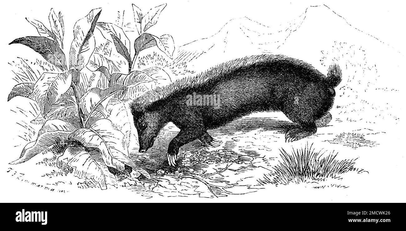 Sunda stink badger, Mydaus javanensis, T.F. Zimmermann (zoology book ...