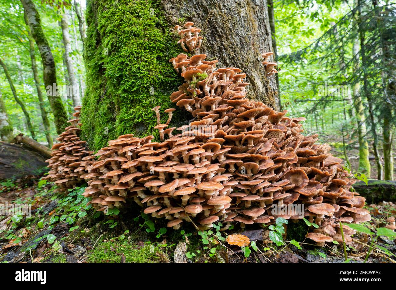 Common armillaria solidipes (Armillaria ostoyae), fruiting bodies ...