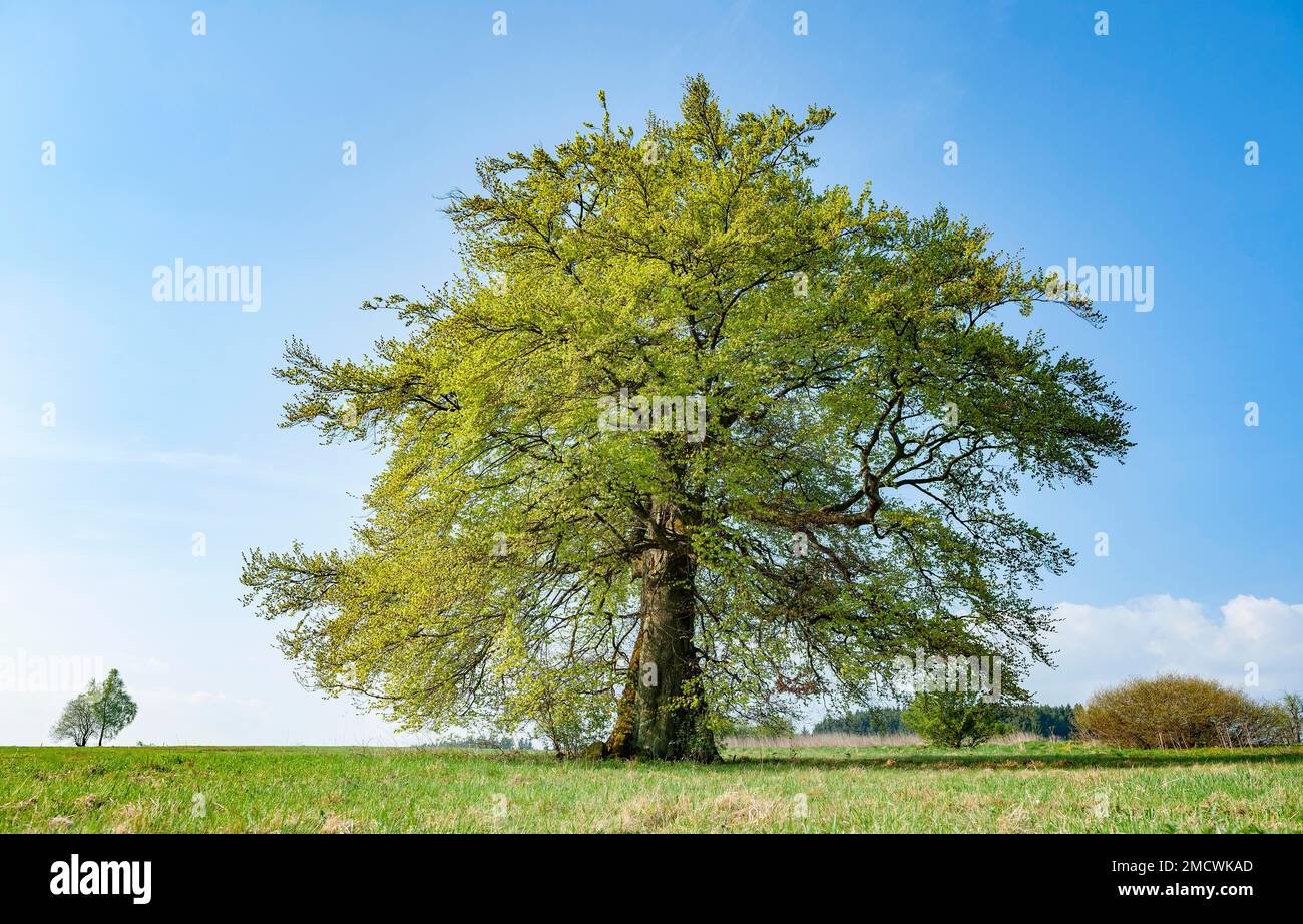 Old copper beech (Fagus sylvatica), solitary, in spring, with young ...