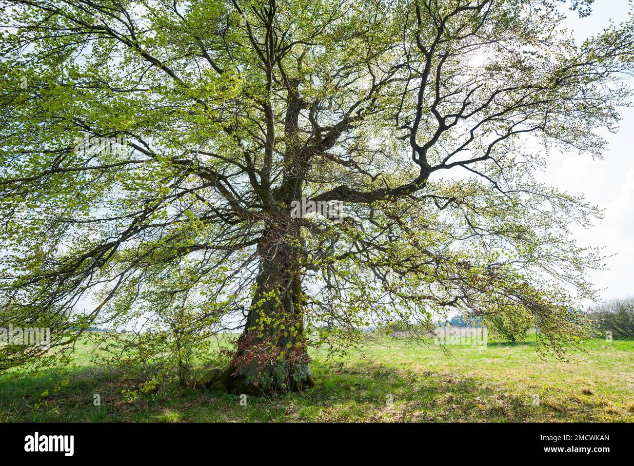 Old copper beech (Fagus sylvatica), solitary, in spring, with young ...