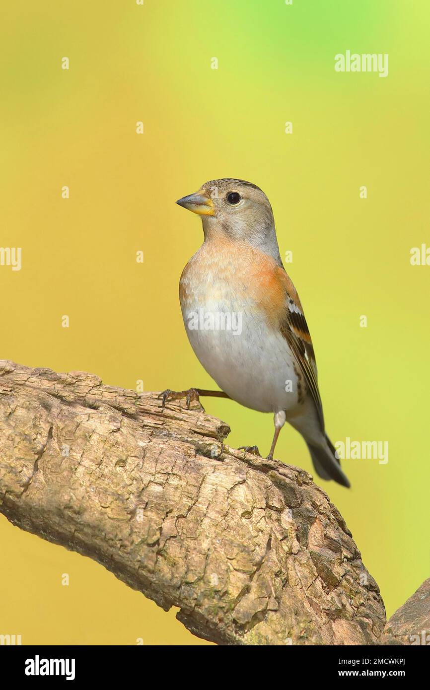 Brambling (Fringilla montifringilla), female sitting on a tree root ...