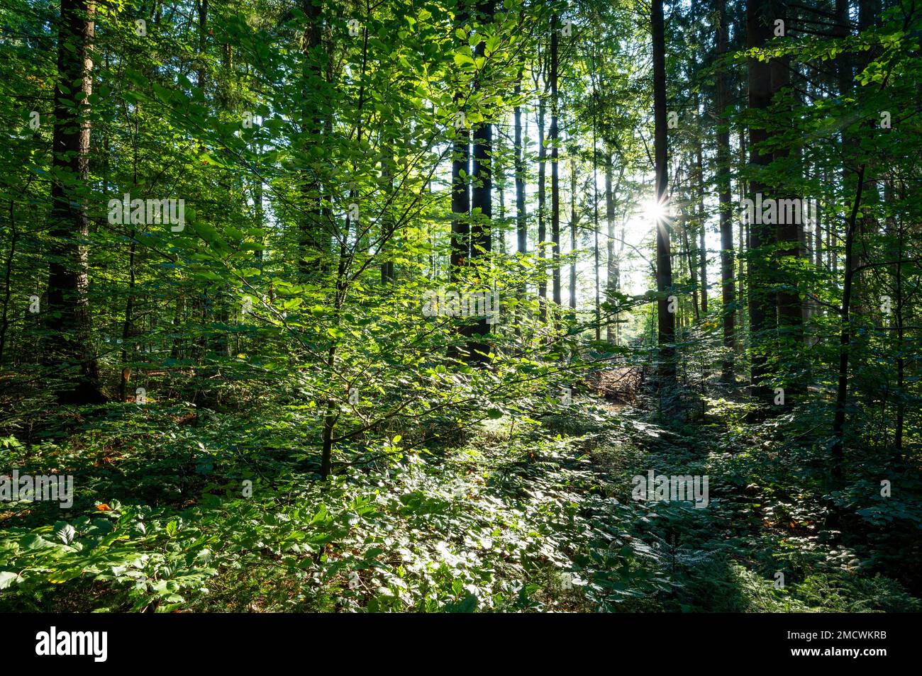 Natural mixed deciduous forest, backlit, with sun star, Bavarian Forest ...