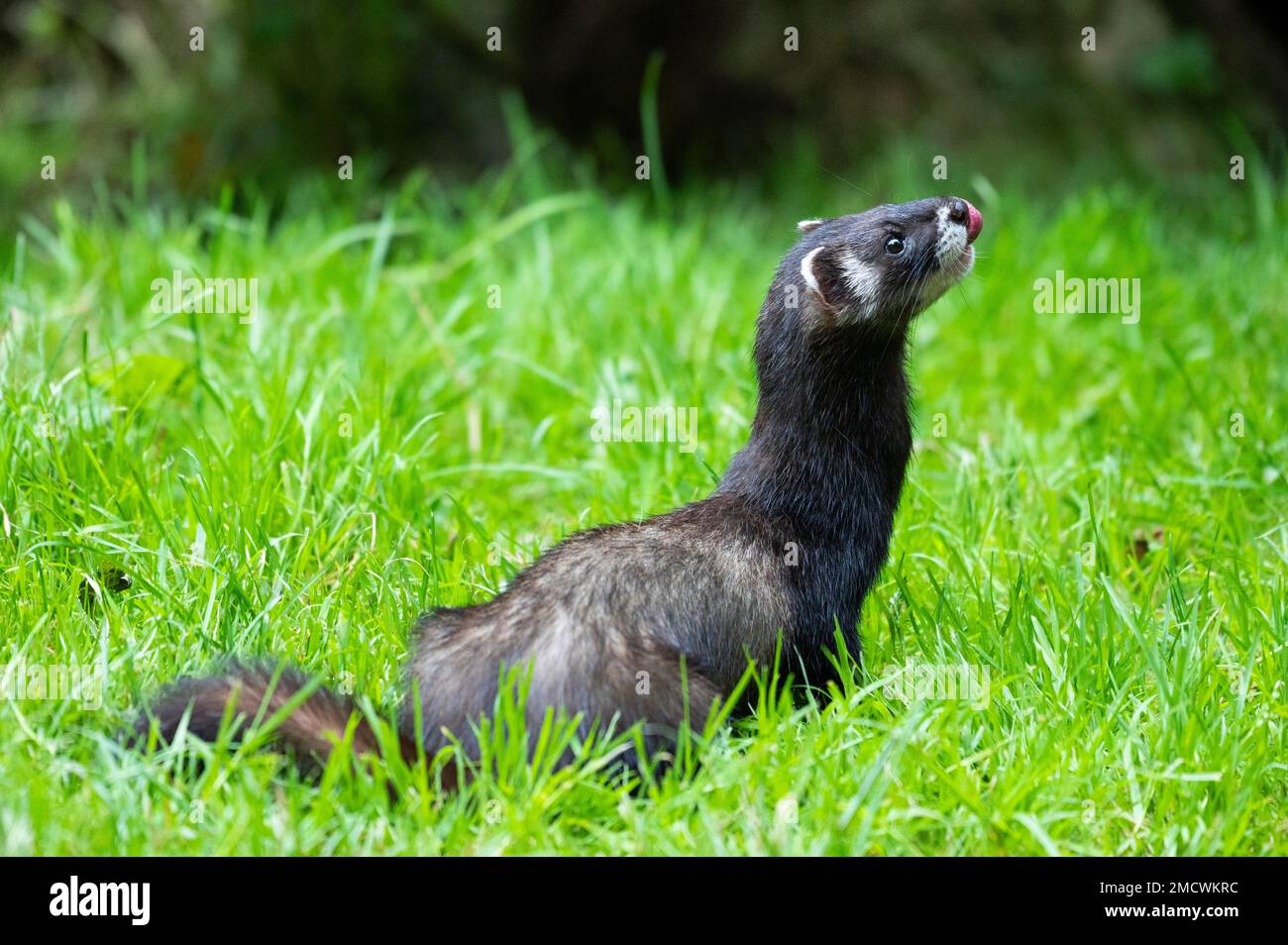European polecat (Mustela putorius), captive, Germany Stock Photo - Alamy