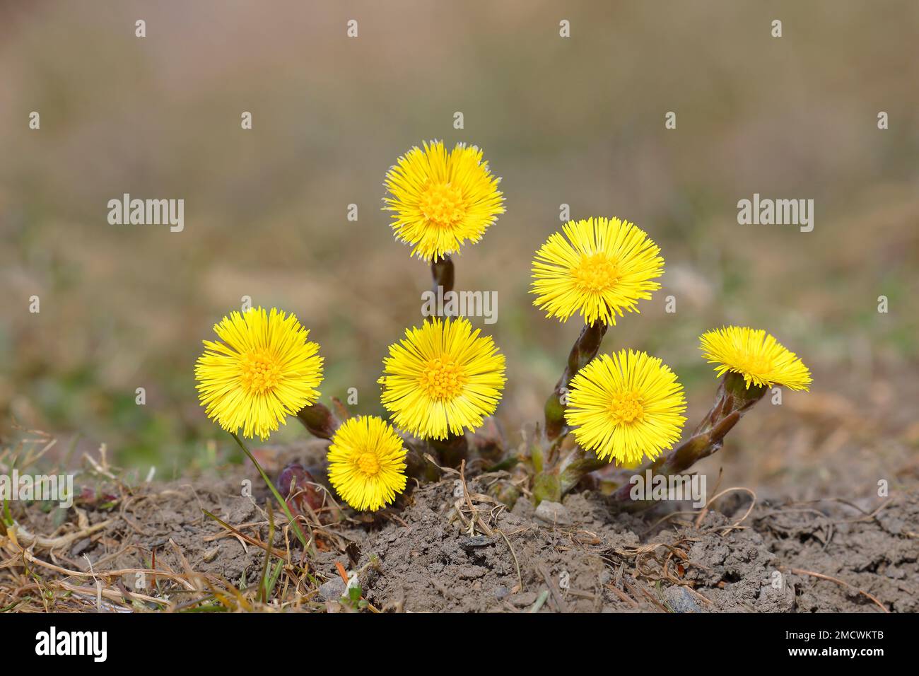 Coltsfoot (Tussilago farfara), medicinal plant, medicinal plant ...