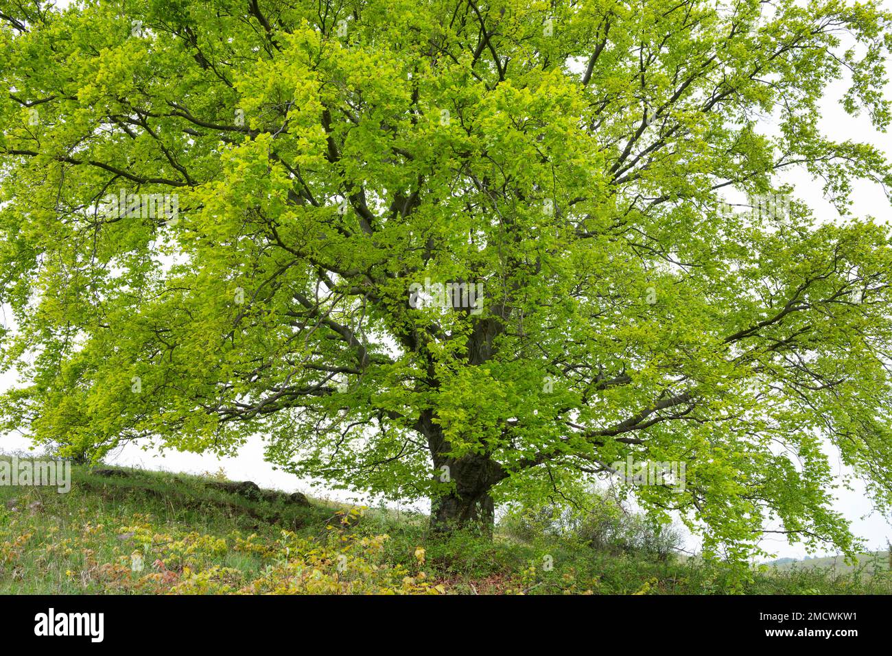 Common beech (Fagus sylvatica), solitary, with young, fresh leaves ...