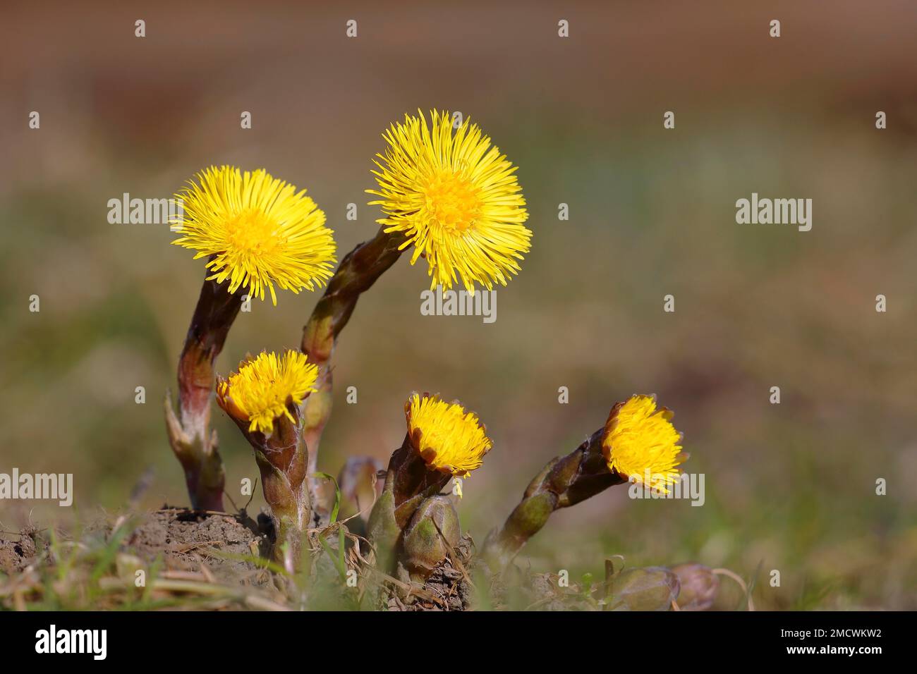 Coltsfoot (Tussilago farfara), medicinal plant, medicinal plant ...