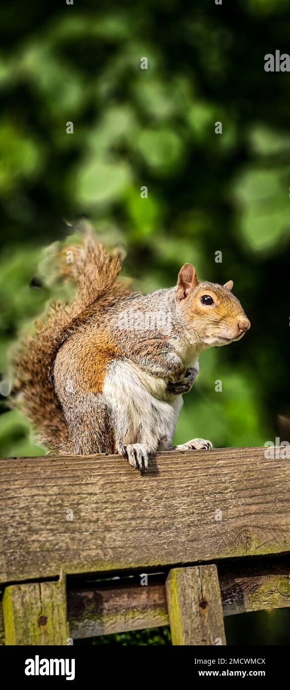 Vertical shot of a brown squirrel standing on a wooden bench against a ...