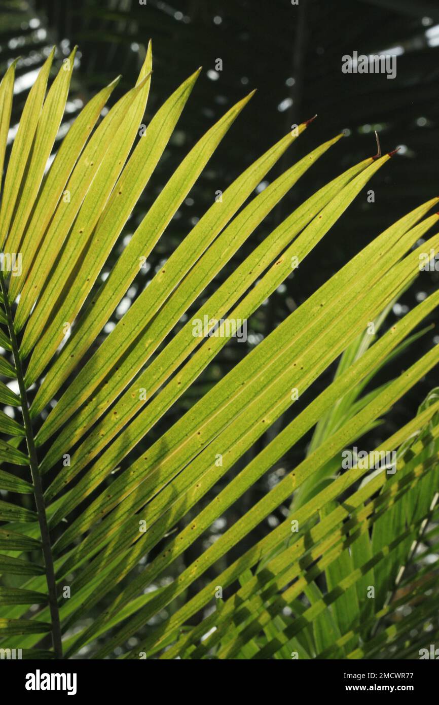 Full frame view of a tropical bright green palm tree leaf growing in ...