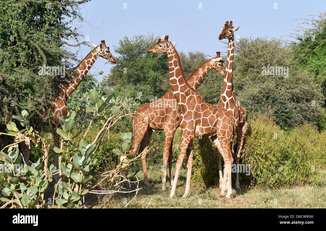 Giraffes (Giraffa) at a giraffe fight, Kenya Stock Photo - Alamy