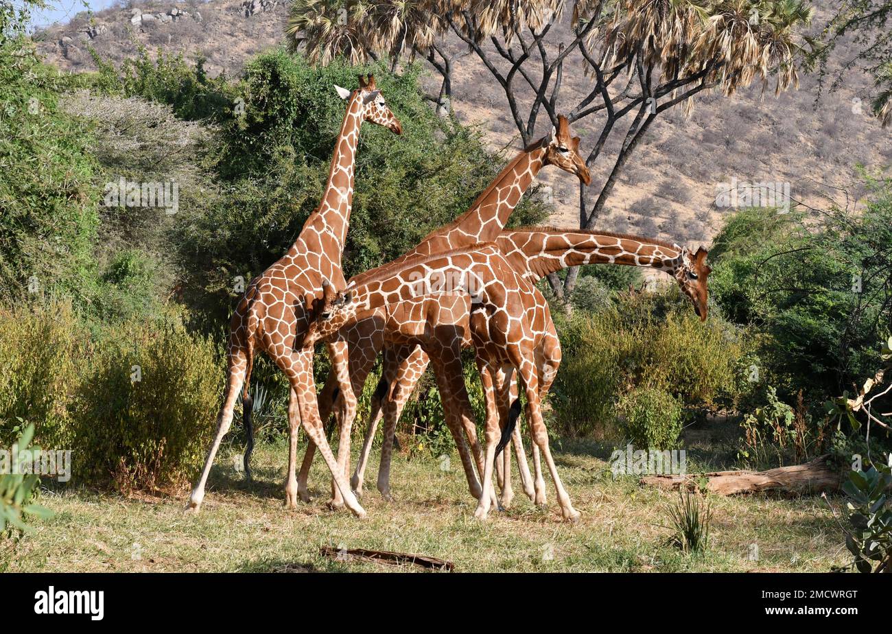 Giraffes (Giraffa) at a giraffe fight, Kenya Stock Photo - Alamy