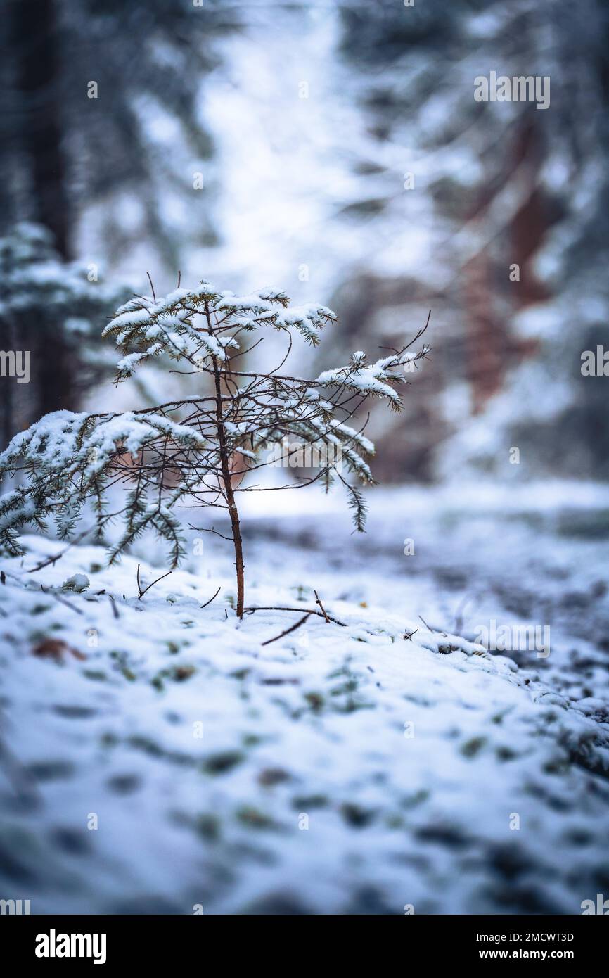 Small fir tree in the forest during snow in bad weather, Unterhaugstett ...