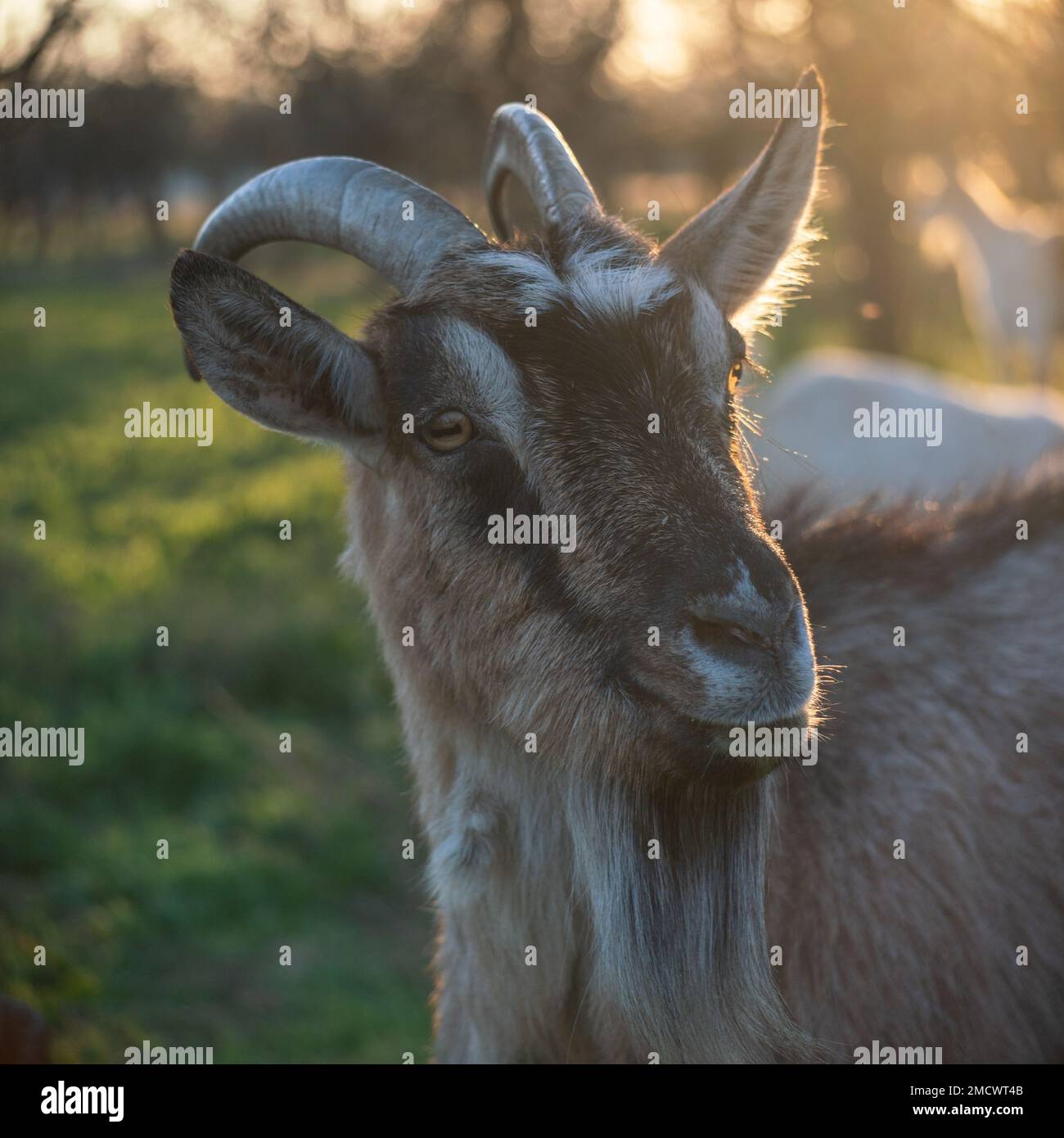 Symbol of the Chinese New Year 2027. Goat muzzle. Close-up of the head ...