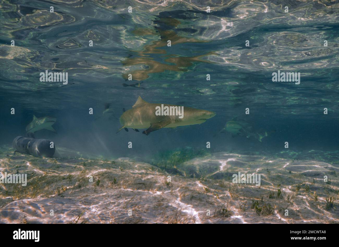 Lemon Sharks (Negaprion brevirostris) in the shallow water in North ...