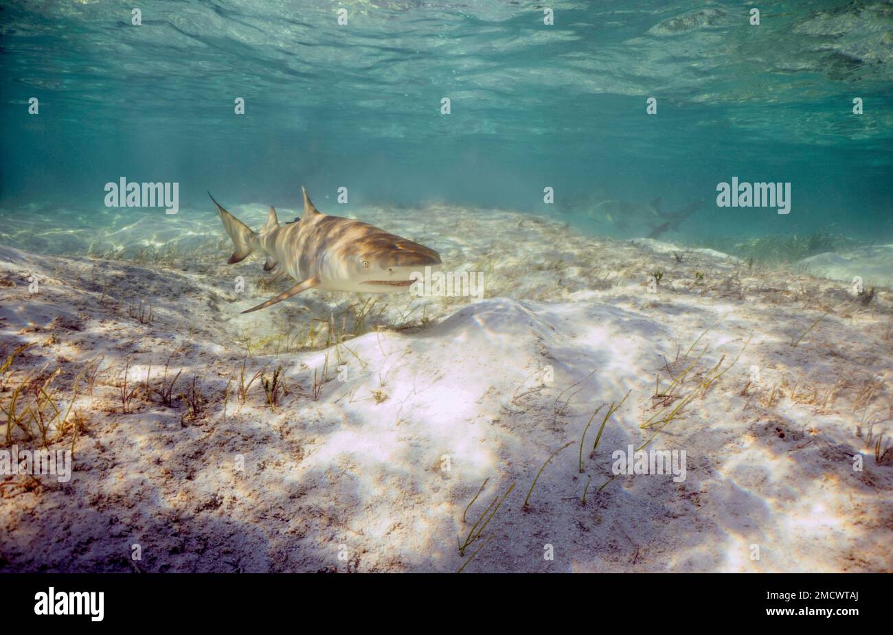 Lemon Sharks (Negaprion brevirostris) in the shallow water in North ...