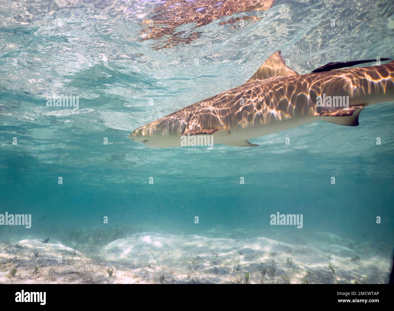 Lemon Sharks (Negaprion brevirostris) in the shallow water in North ...