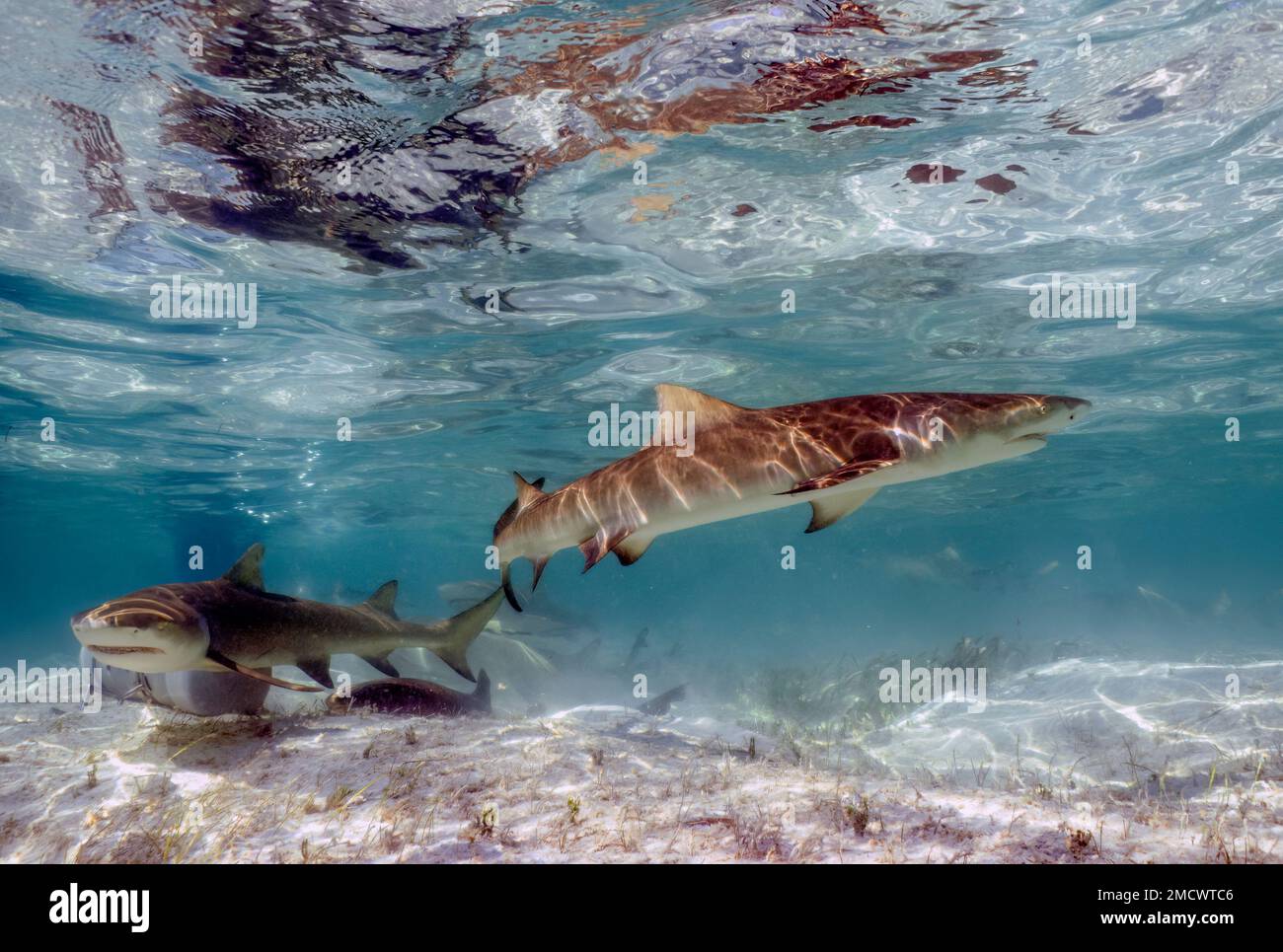Lemon Sharks (Negaprion brevirostris) in the shallow water in North ...