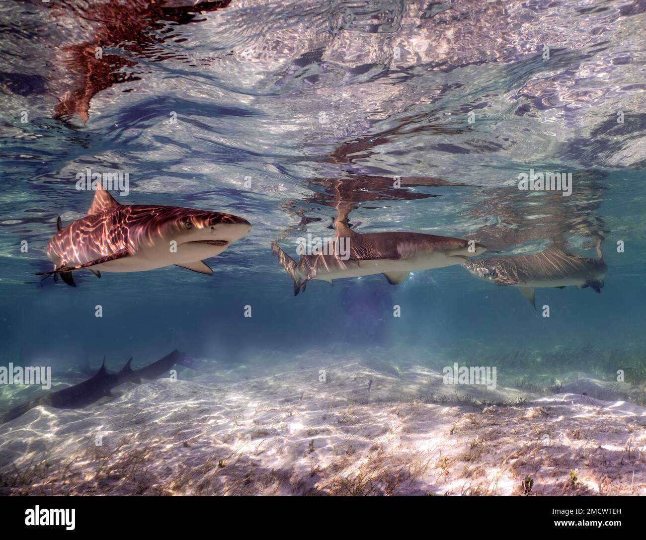 Lemon Sharks (Negaprion brevirostris) in the shallow water in North ...
